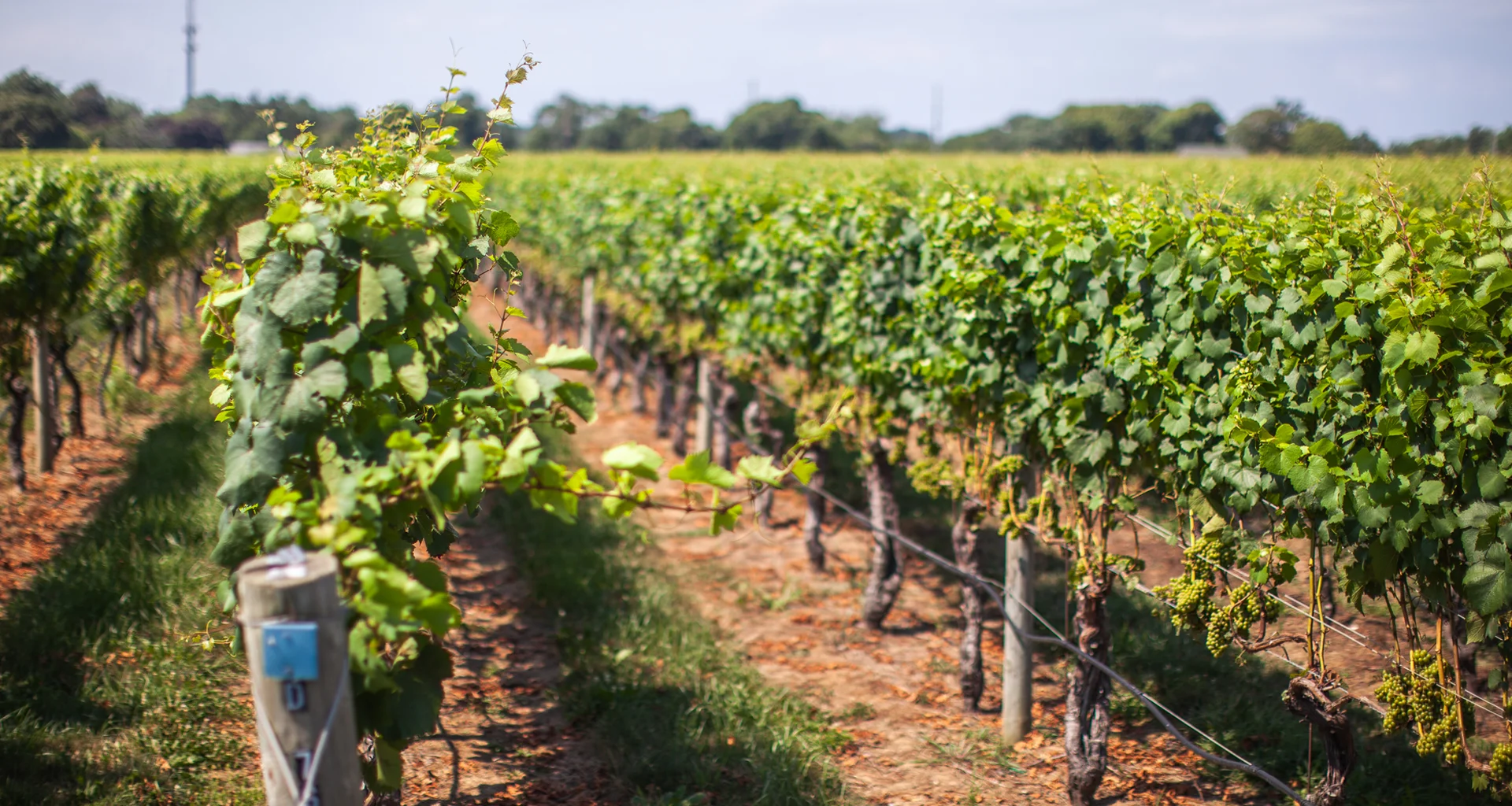 Wine Tasting Room On North Fork | RGNY On Long Island, NY